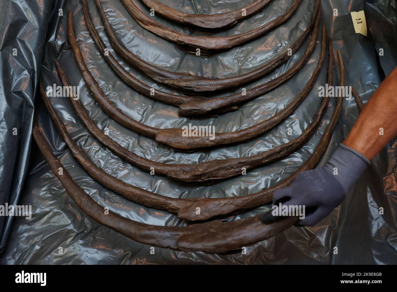 Skeleton in cage hi-res stock photography and images - Alamy