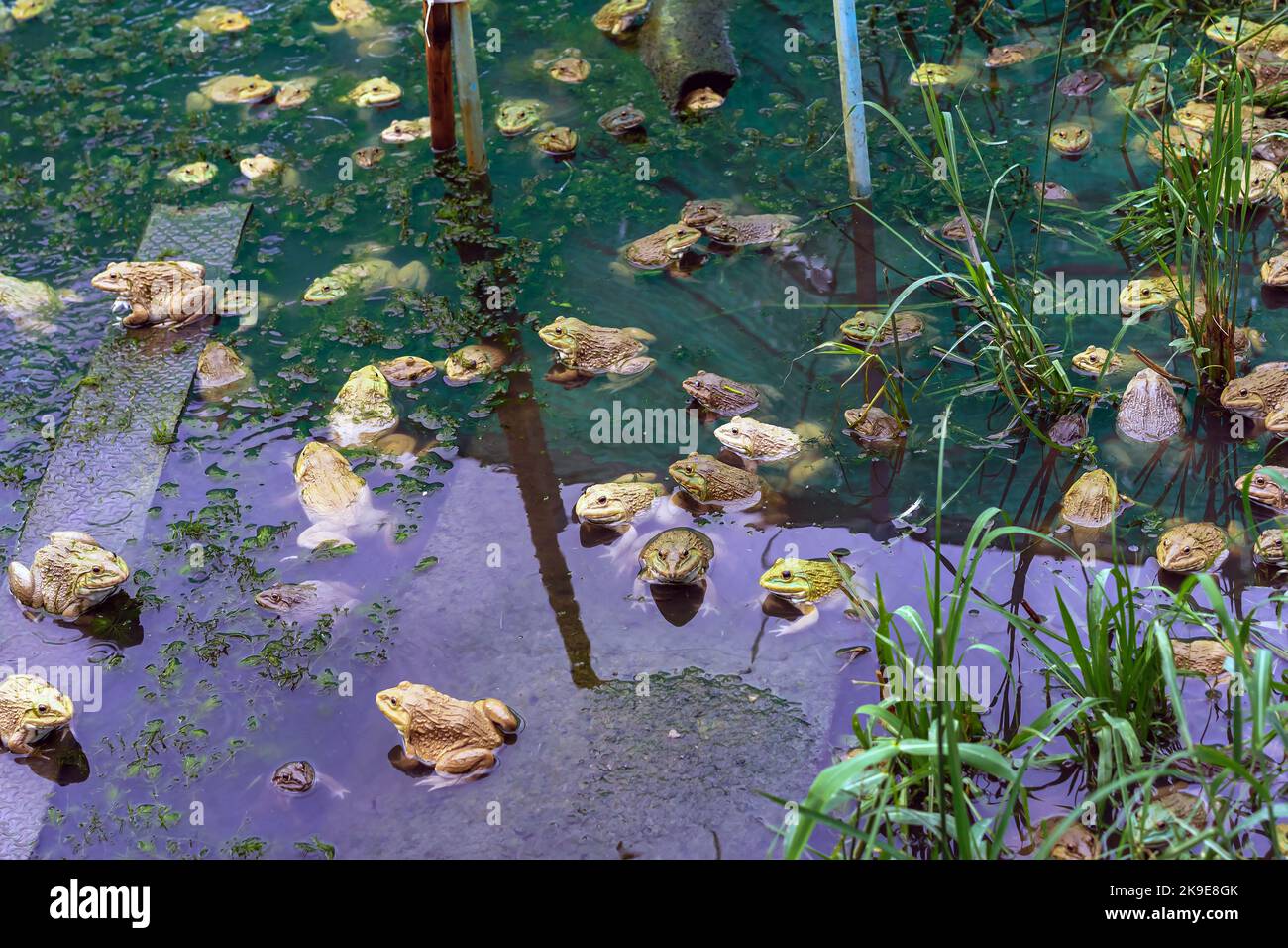 Raised ponds garden hi-res stock photography and images - Alamy