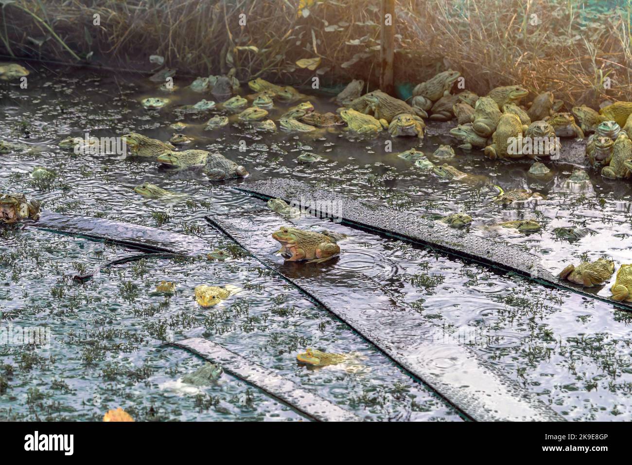 Frogs farm for agriculture at house. Cultivation of frogs with water ...