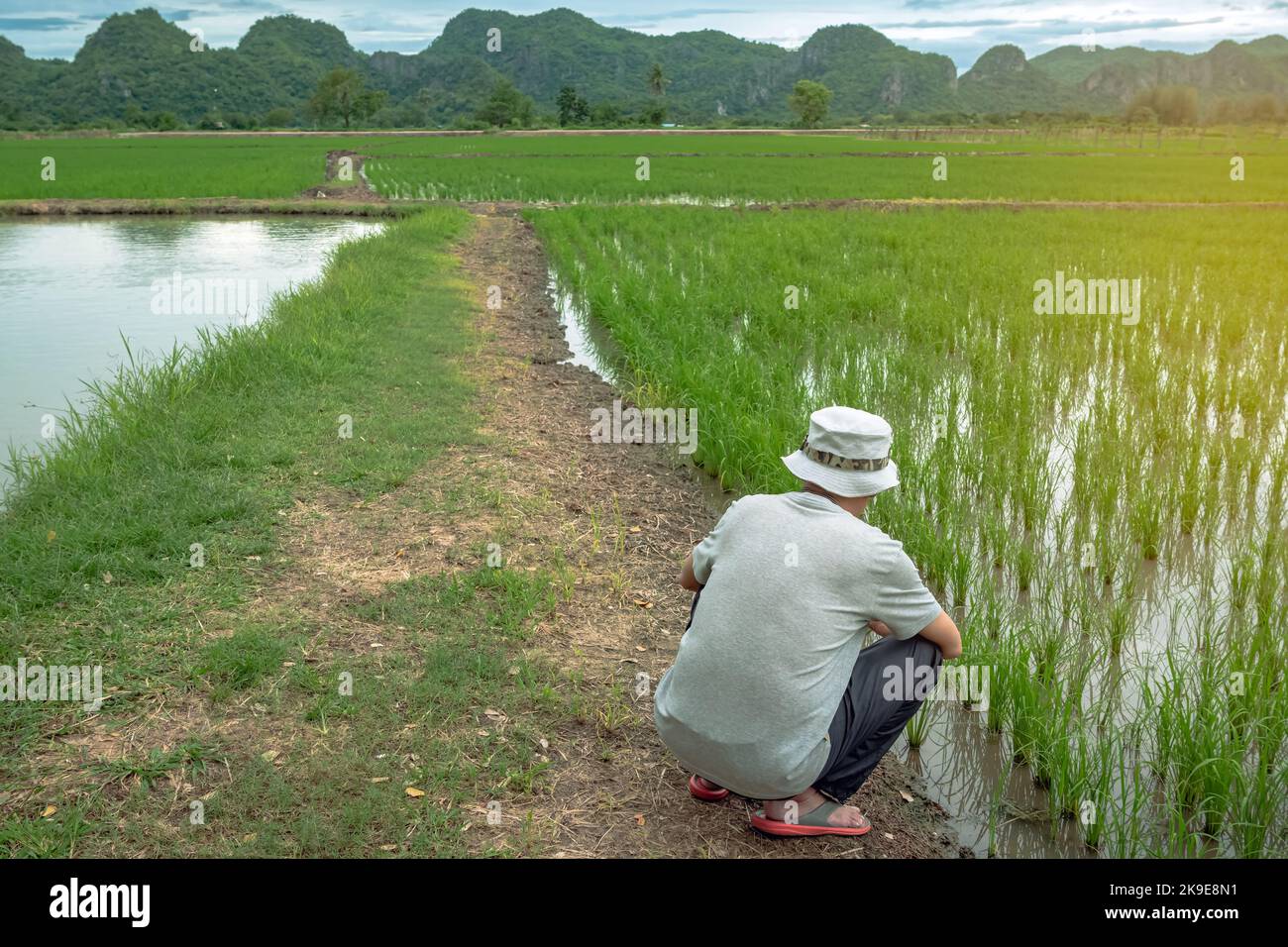 Back view of Male agriculturist wear hat sit to check and monitoring ...