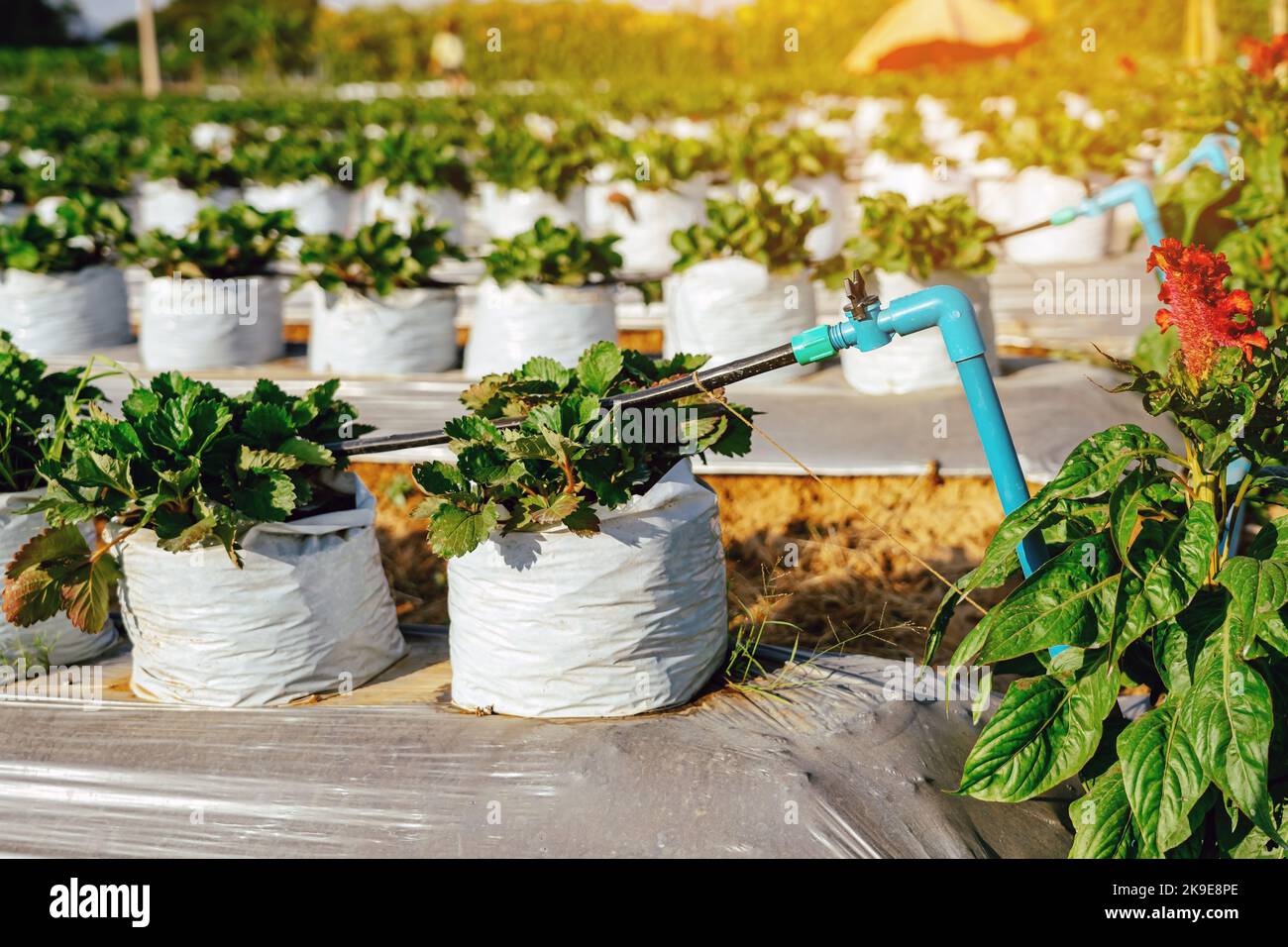 Valves drip irrigation system in organic strawberry farm. Watering ...