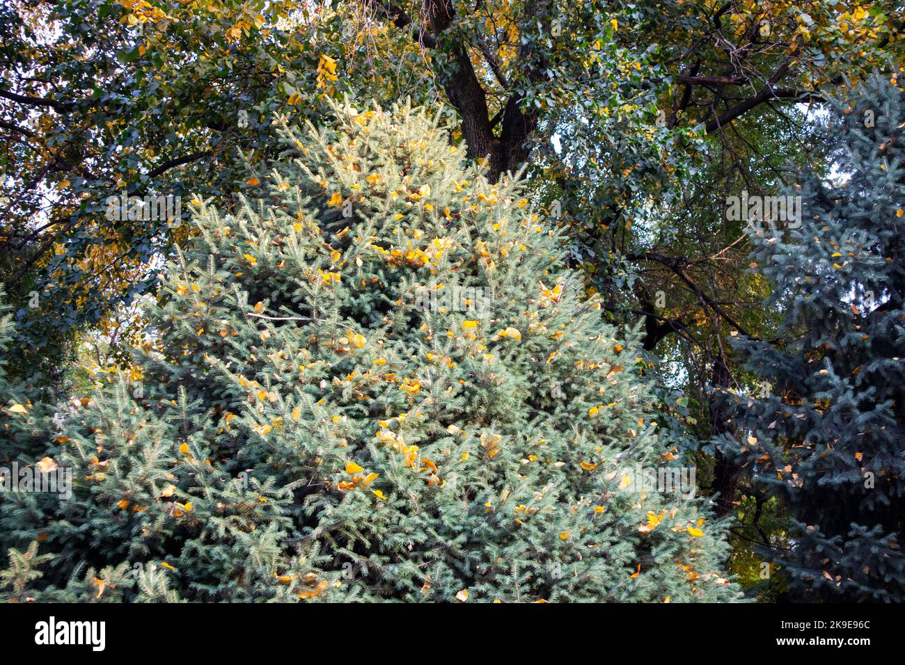 fluffy coniferous tree covered with yellow fallen leaves. fluffy ...