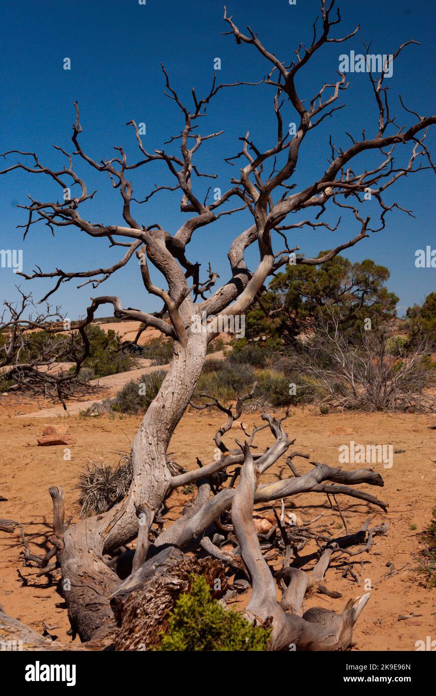 A Dead Tree is part of the High Desert Landscape in the Arches National ...