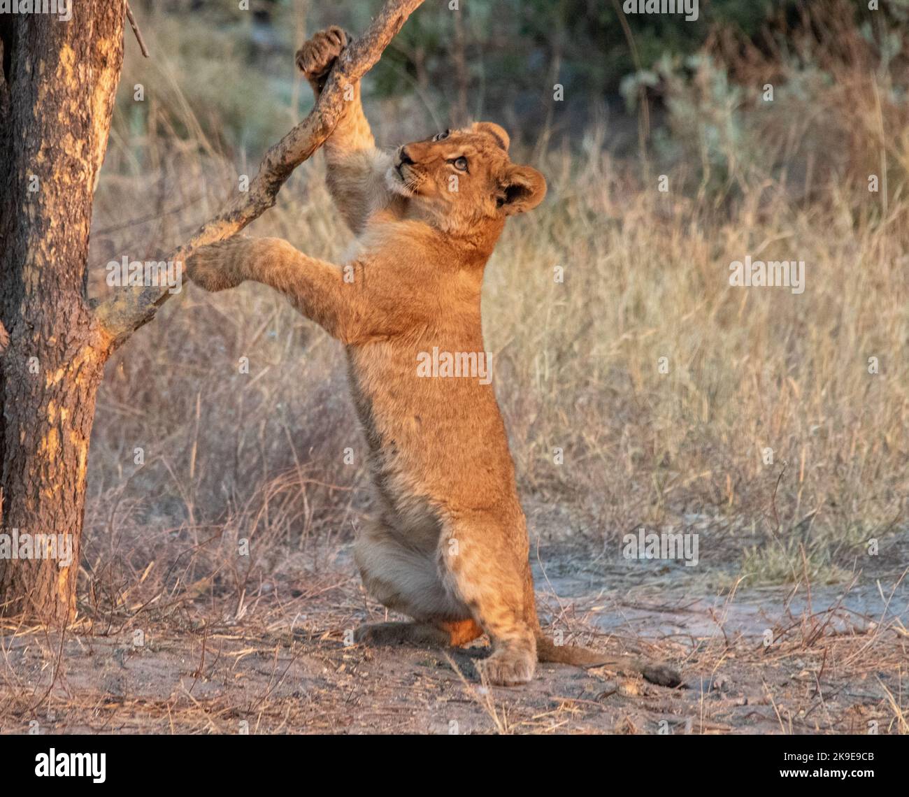 Juvenile African lion having fun and sharpening nails on a tree in the ...