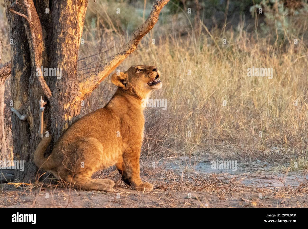 Juvenile African lion having fun and sharpening nails on a tree in the ...