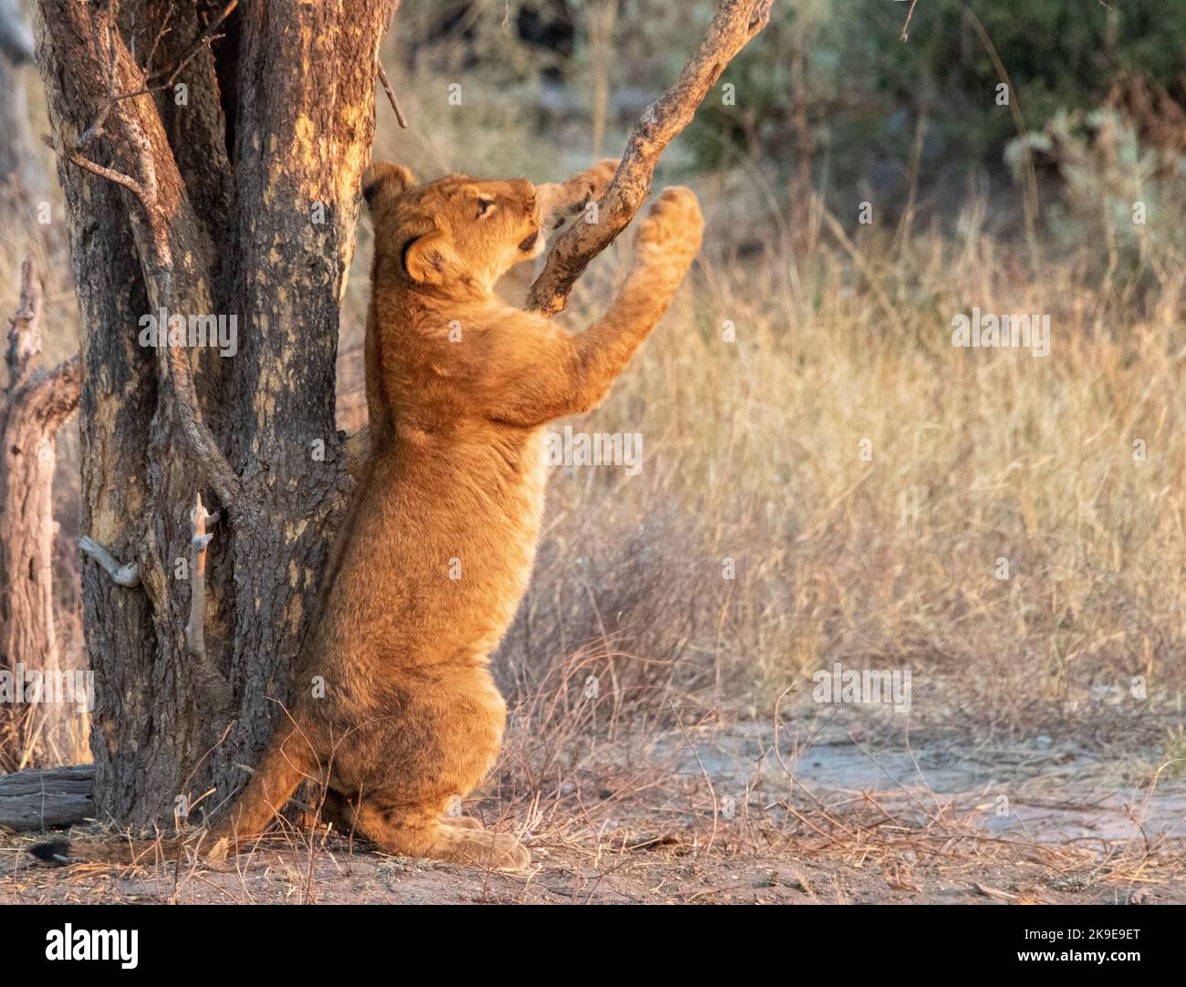 Juvenile African lion having fun and sharpening nails on a tree in the ...