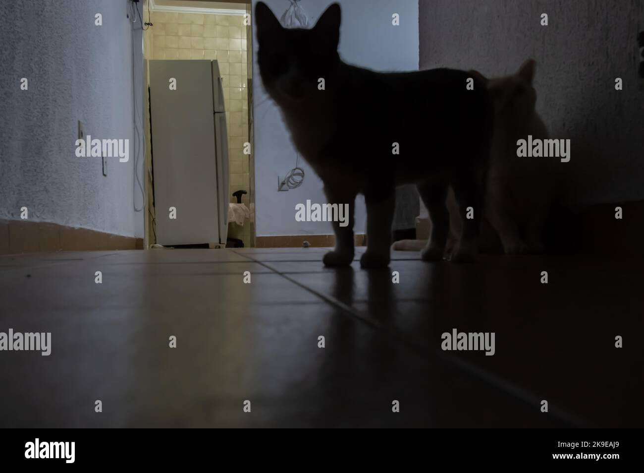 Shadow of cats in a hallway with illuminated background and copy space ...