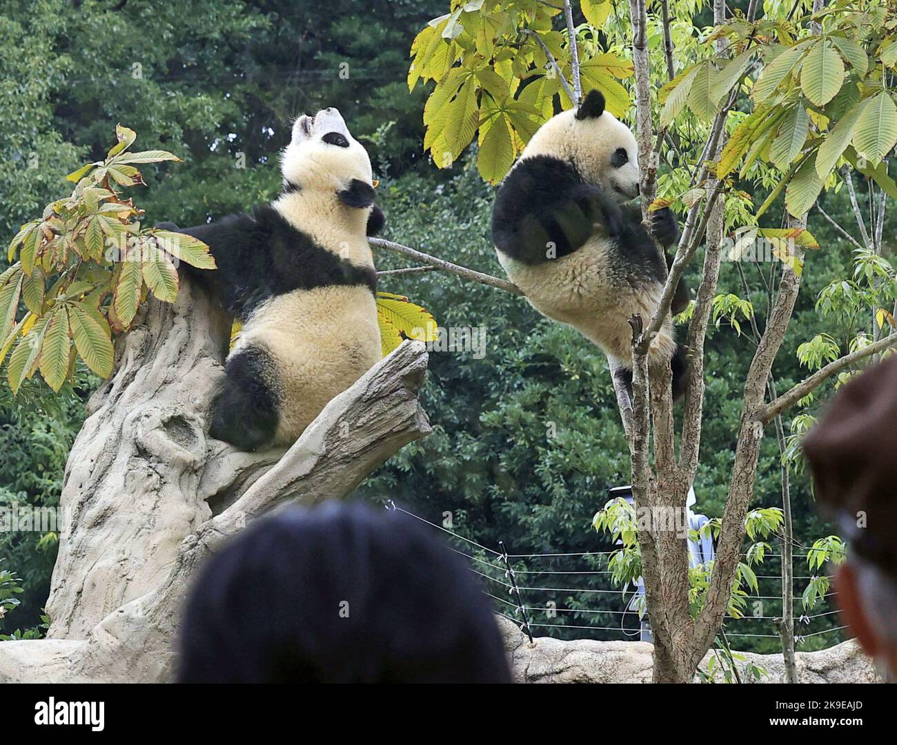 Twin giant pandas -- male Xiao Xiao (R) and his sister Lei Lei -- are pictured at Ueno ...