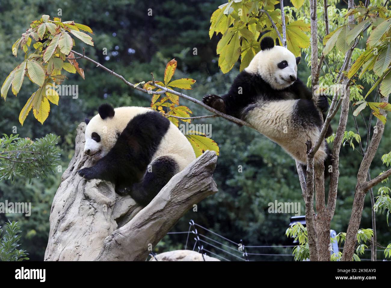 Twin giant pandas -- male Xiao Xiao (R) and his sister Lei Lei -- are pictured at Ueno ...