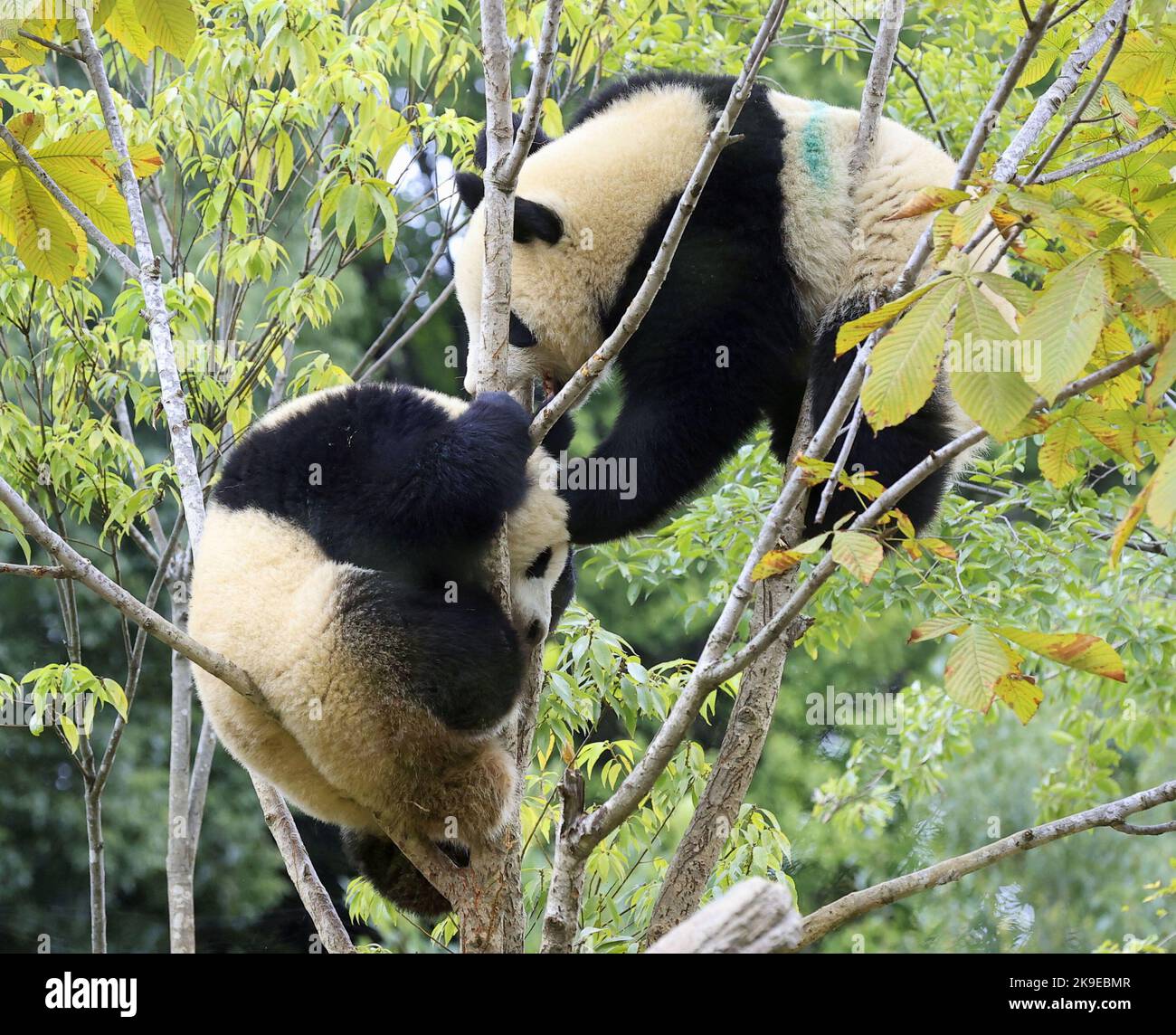 Twin giant pandas -- male Xiao Xiao (R) and his sister Lei Lei -- are ...