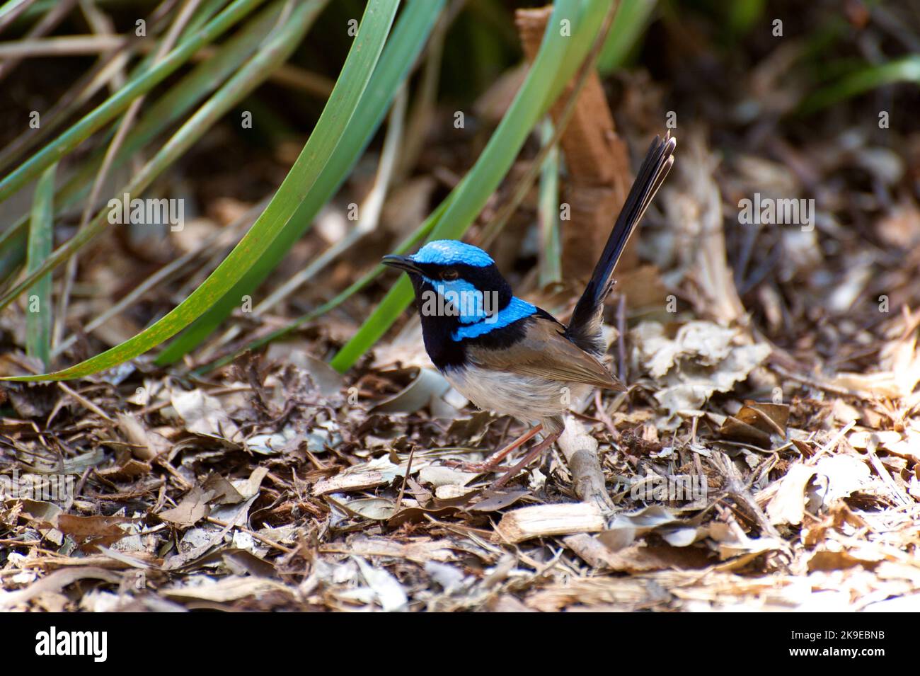 Wren in the open hi-res stock photography and images - Alamy