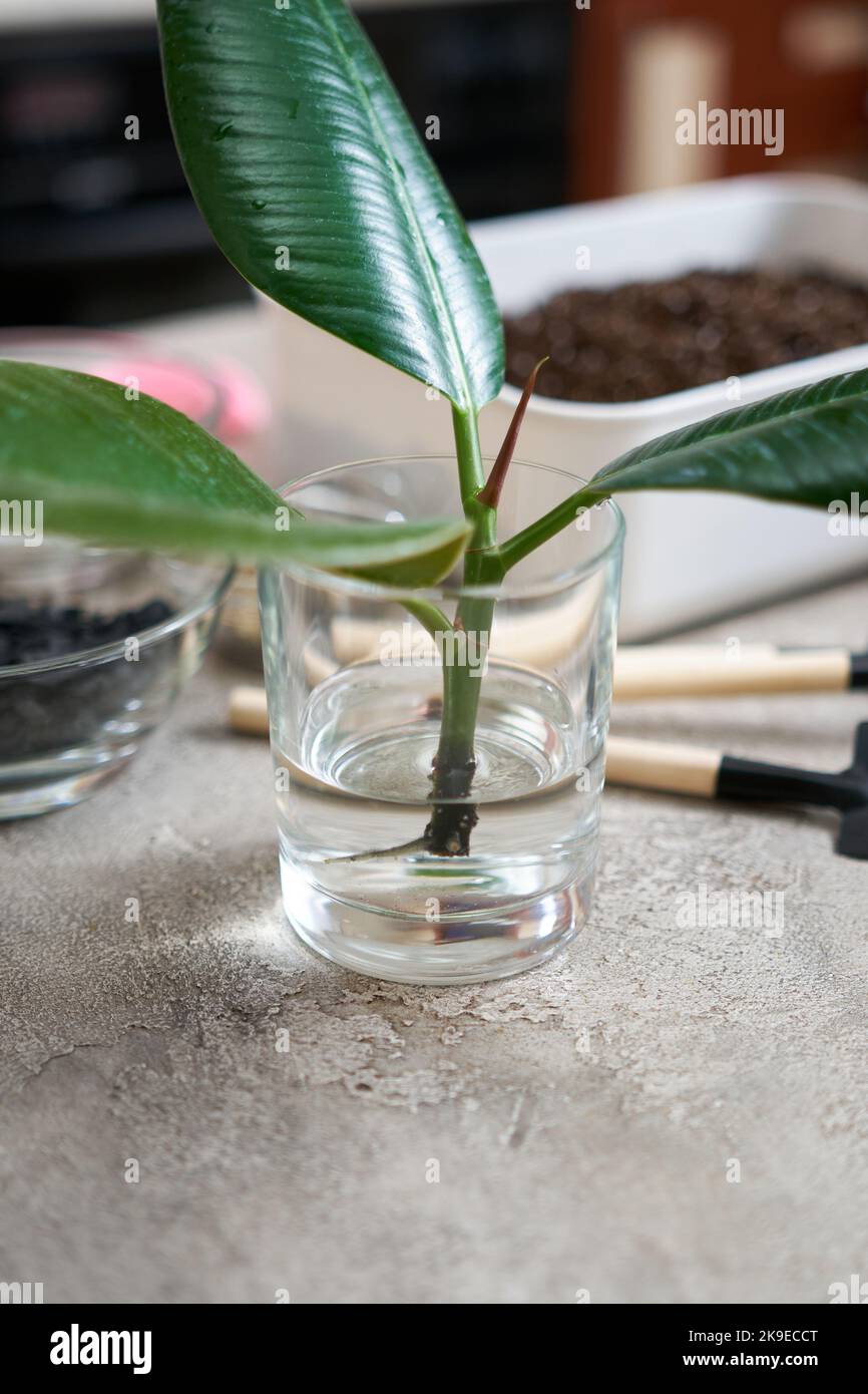 Ficus elastica seedlings with roots ready for transplantation in glass ...