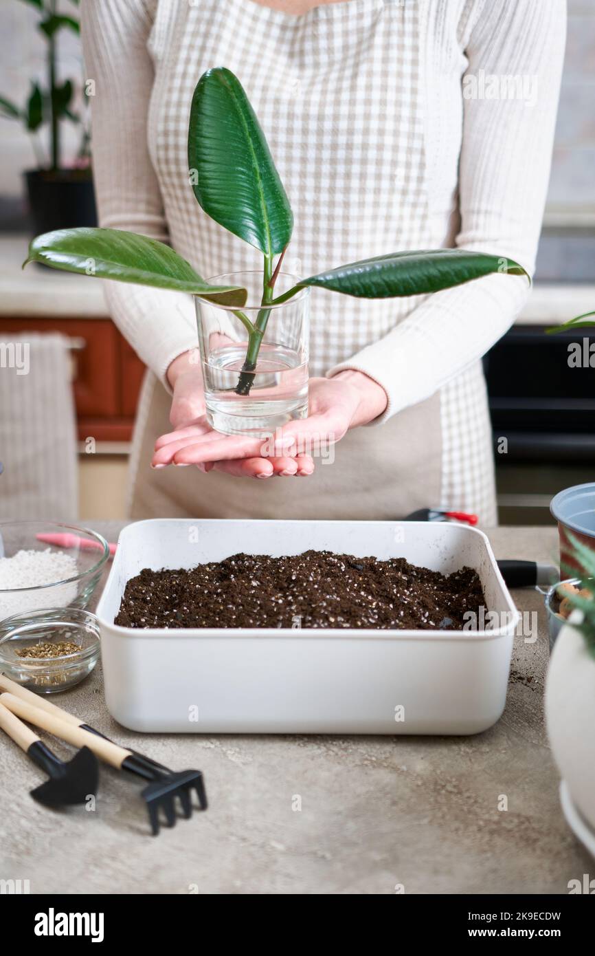 Woman holding Ficus elastica seedling with roots ready for ...