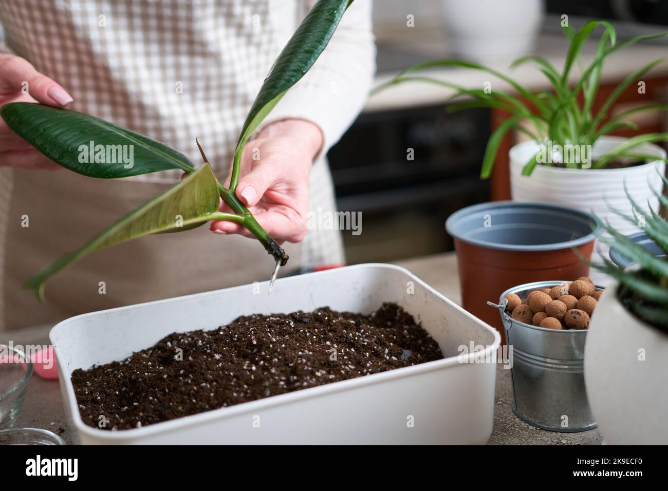 Woman holding Ficus elastica seedling with roots ready for ...