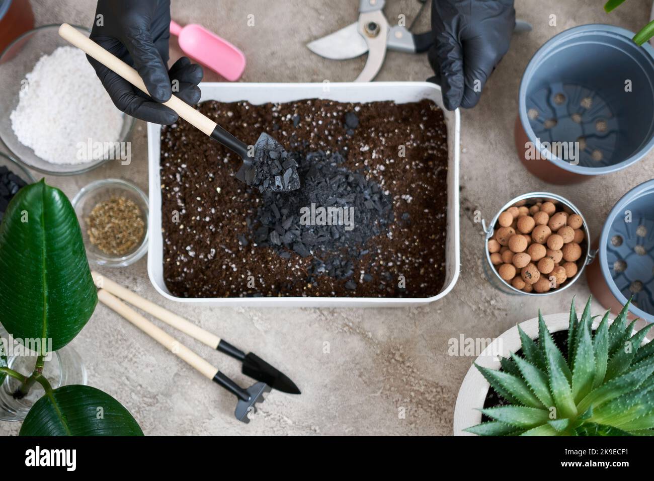 preparation of soil substrate for planting houseplant into a pot Stock ...