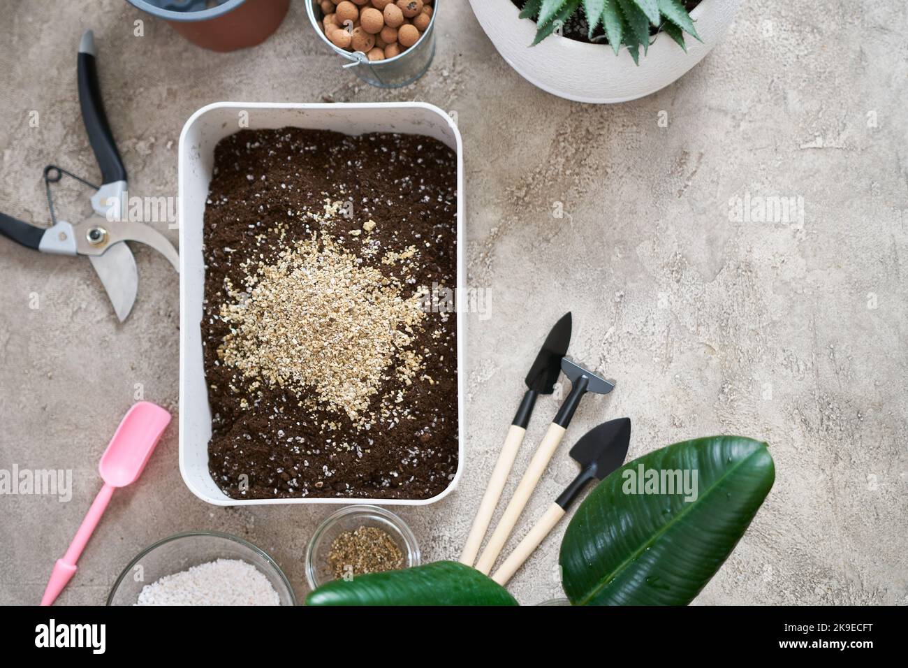 preparation of soil substrate for planting houseplant into a pot Stock ...