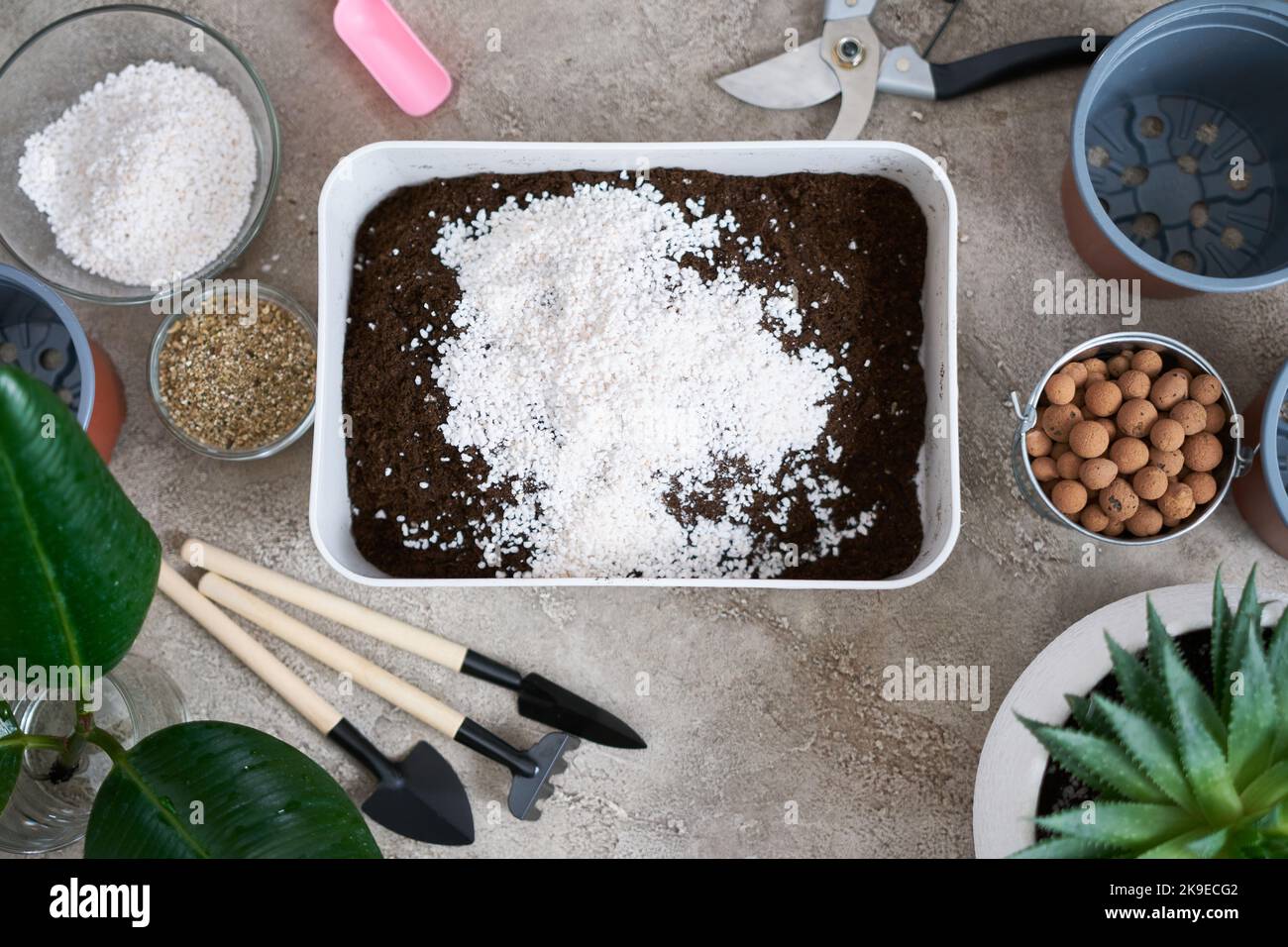 preparation of soil substrate for planting houseplant into a pot Stock ...