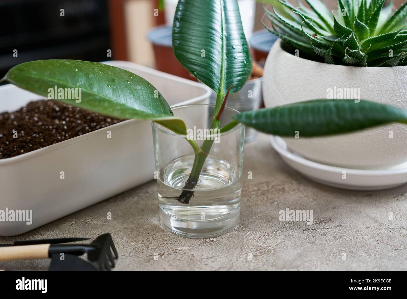 Ficus elastica seedlings with roots ready for transplantation in glass ...