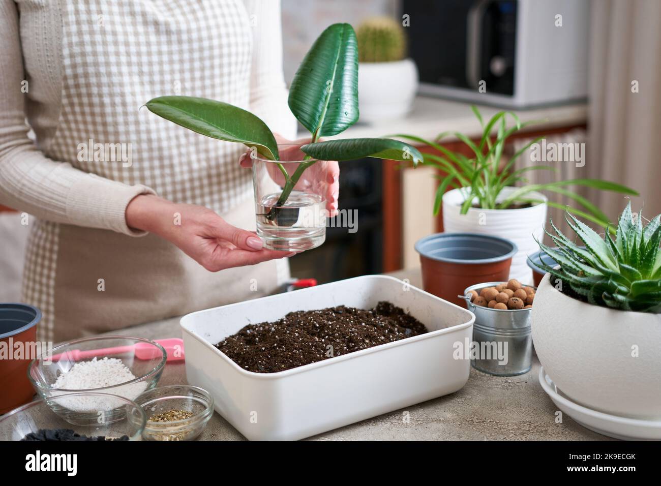 Woman holding Ficus elastica seedling with roots ready for ...