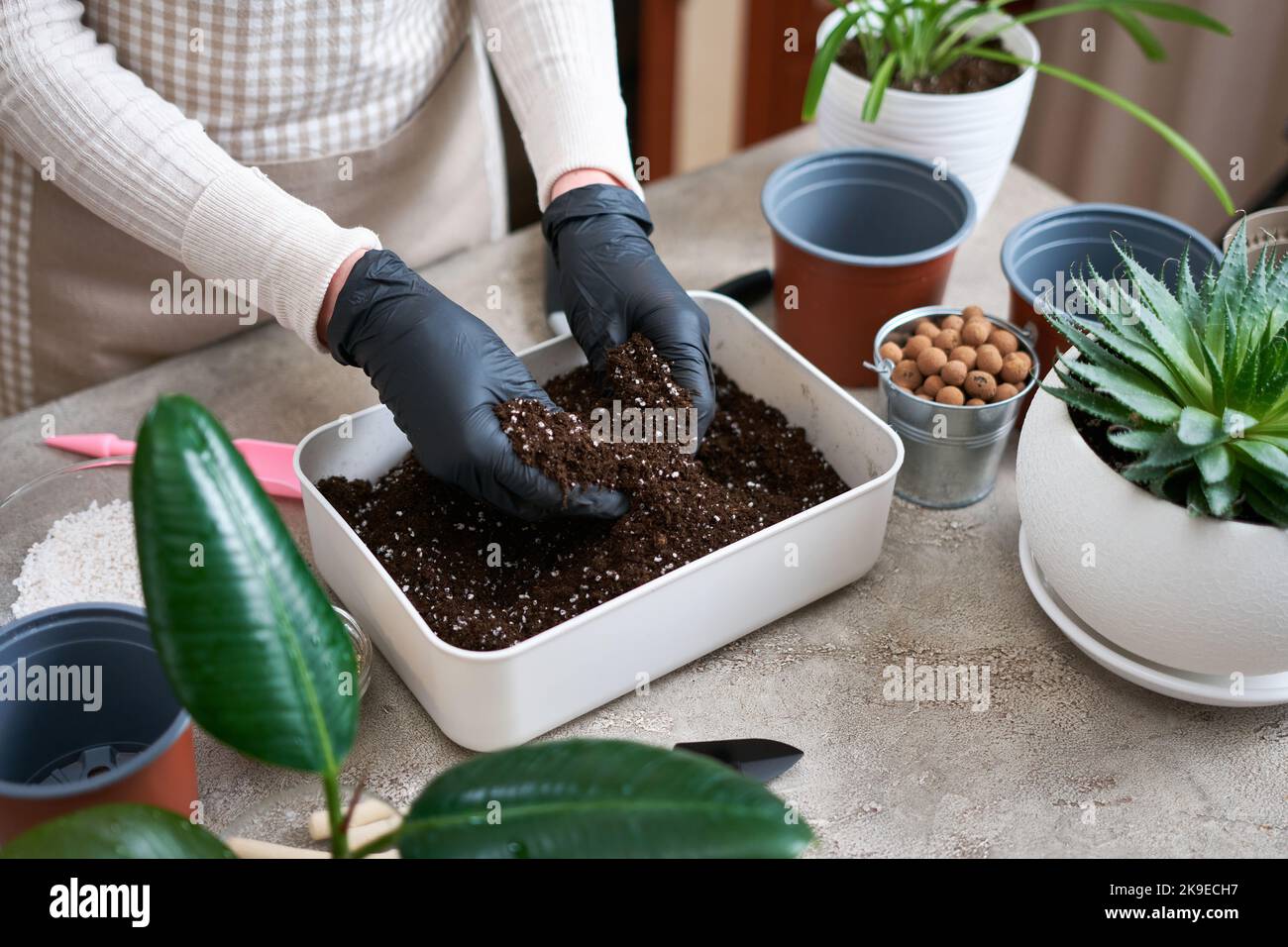 preparation of soil substrate for planting houseplant into a pot Stock ...