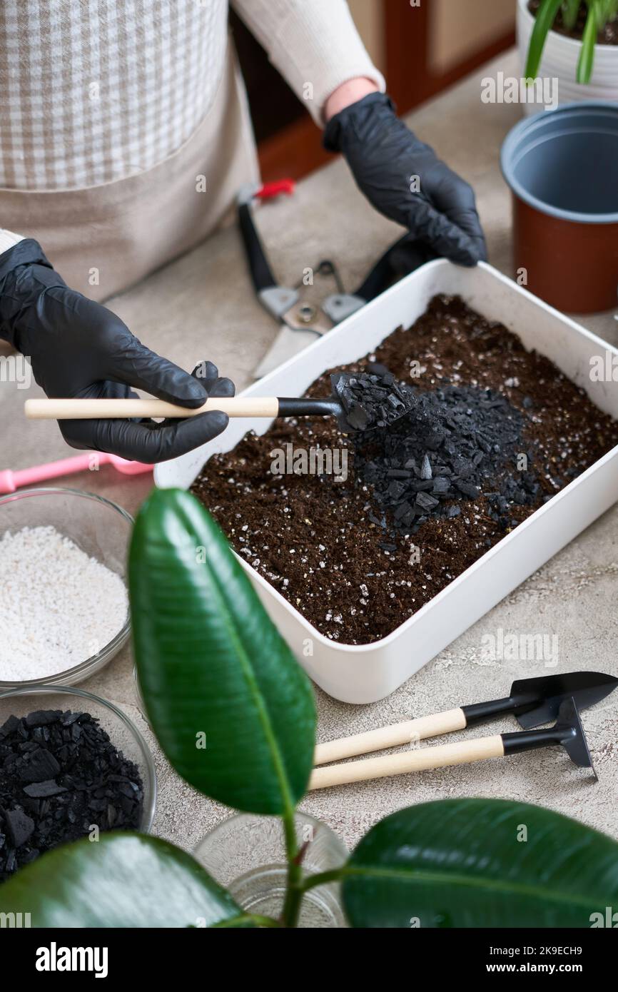 preparation of soil substrate for planting houseplant into a pot Stock ...