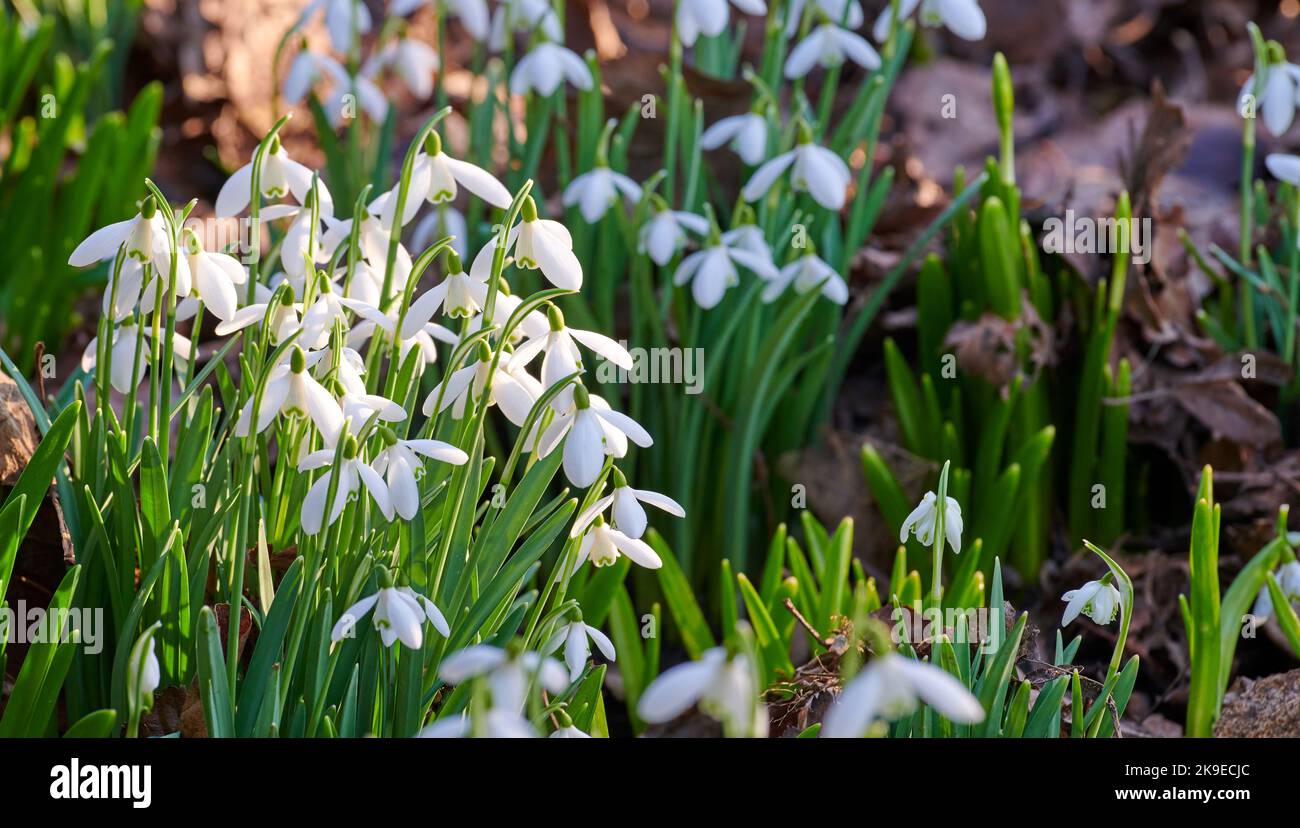 Bucaneve snowdrop galanthus nivalis hi-res stock photography and images ...