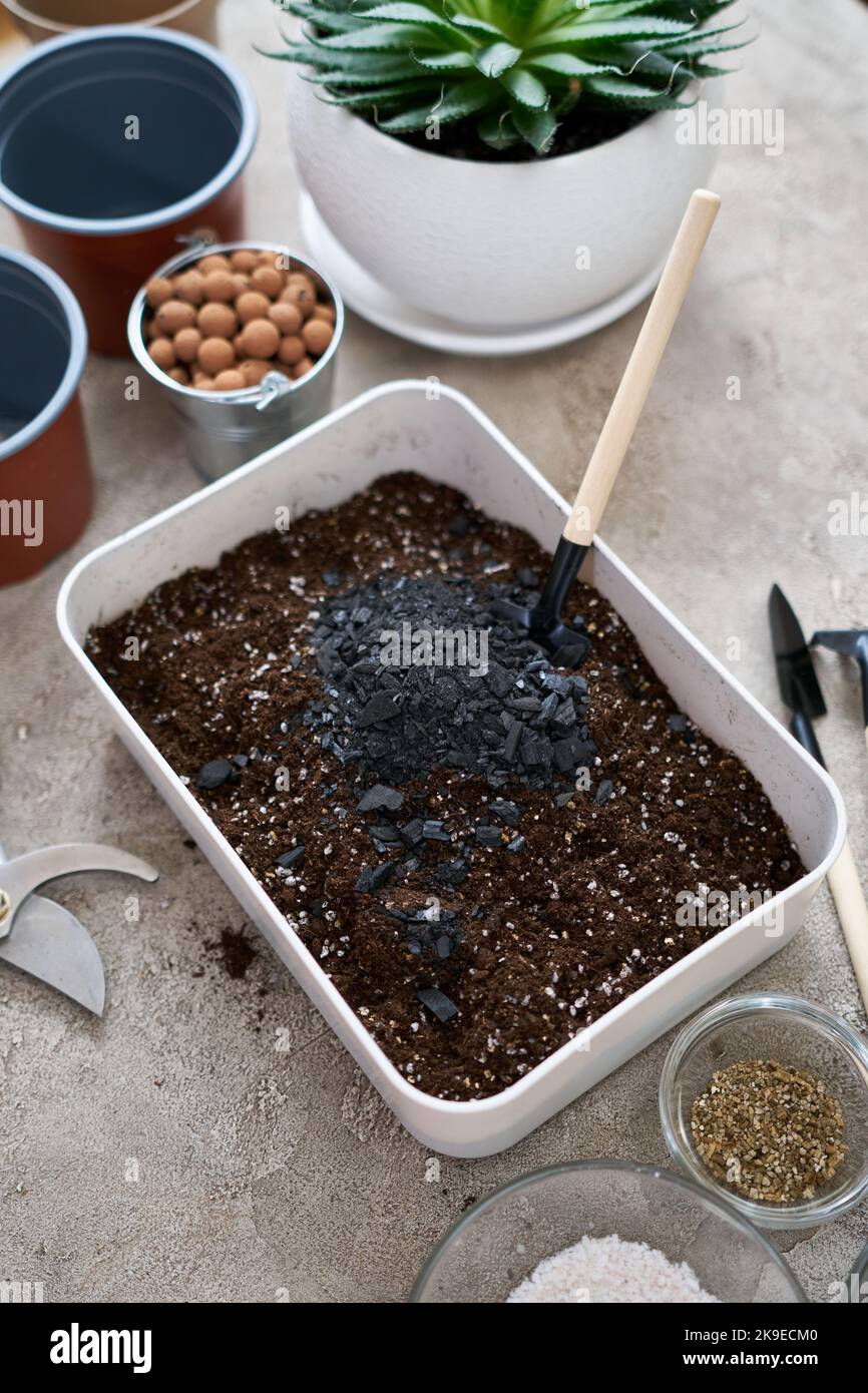 preparation of soil substrate for planting houseplant into a pot Stock ...