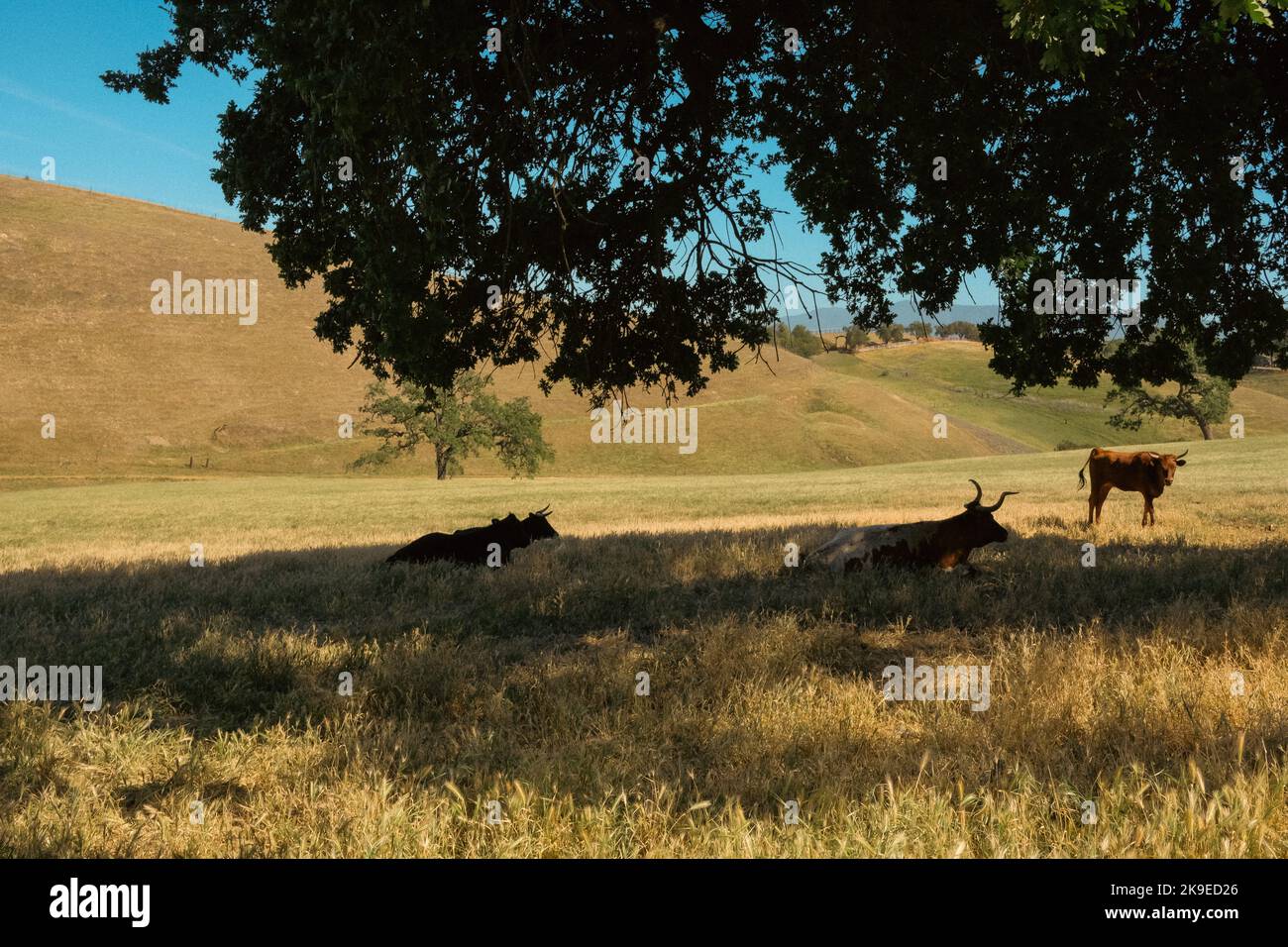 Cows in shade hi-res stock photography and images - Alamy