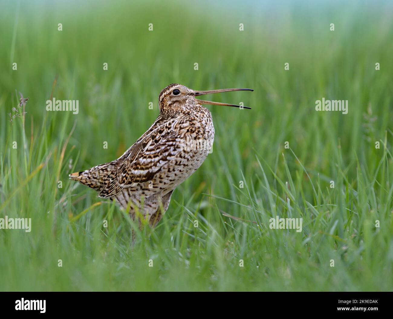 Great snipe africa hi-res stock photography and images - Alamy