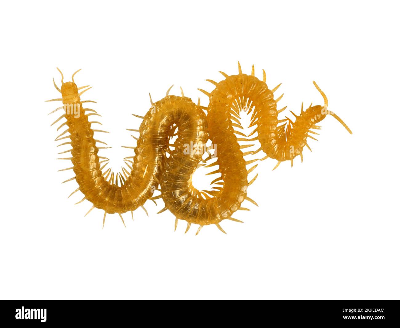 Western Yellow Centipede - Haplophilus subterraneus Stigmatogaster ...