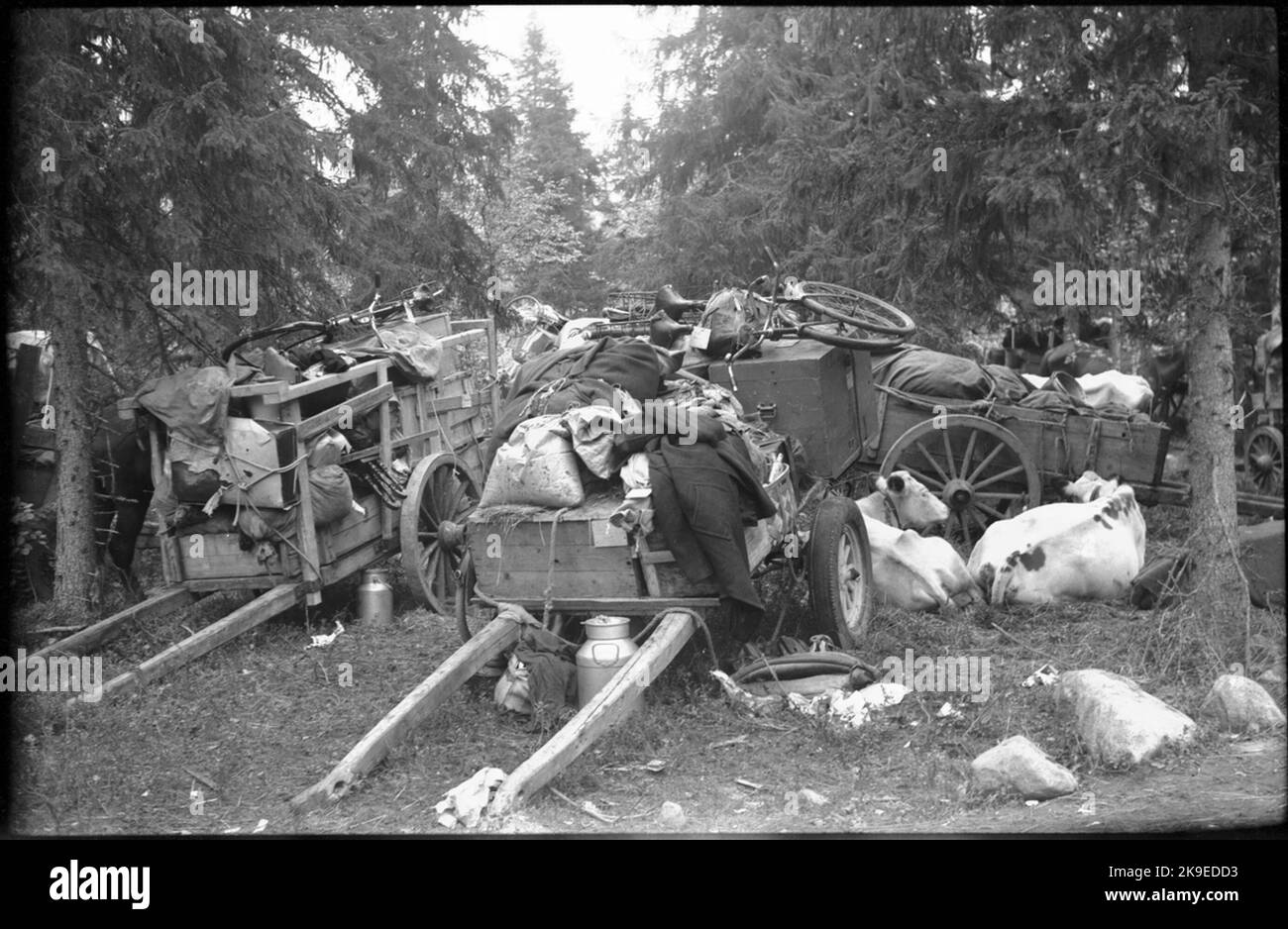 Livestock and luggage in the evacuation of Finnish refugees, autumn ...
