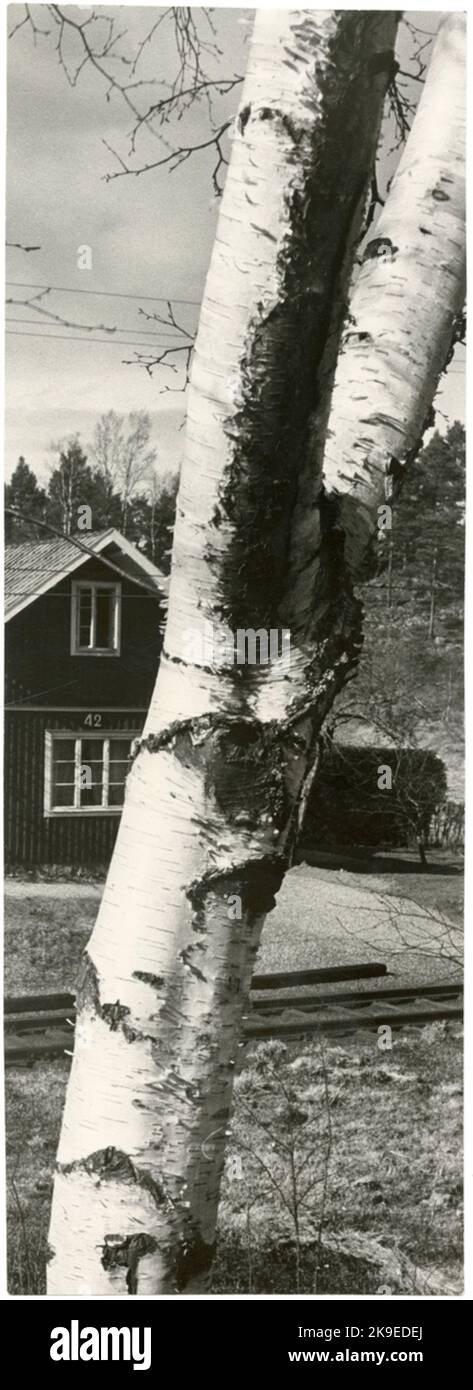 Birch trunk close up Cut Out Stock Images & Pictures - Alamy