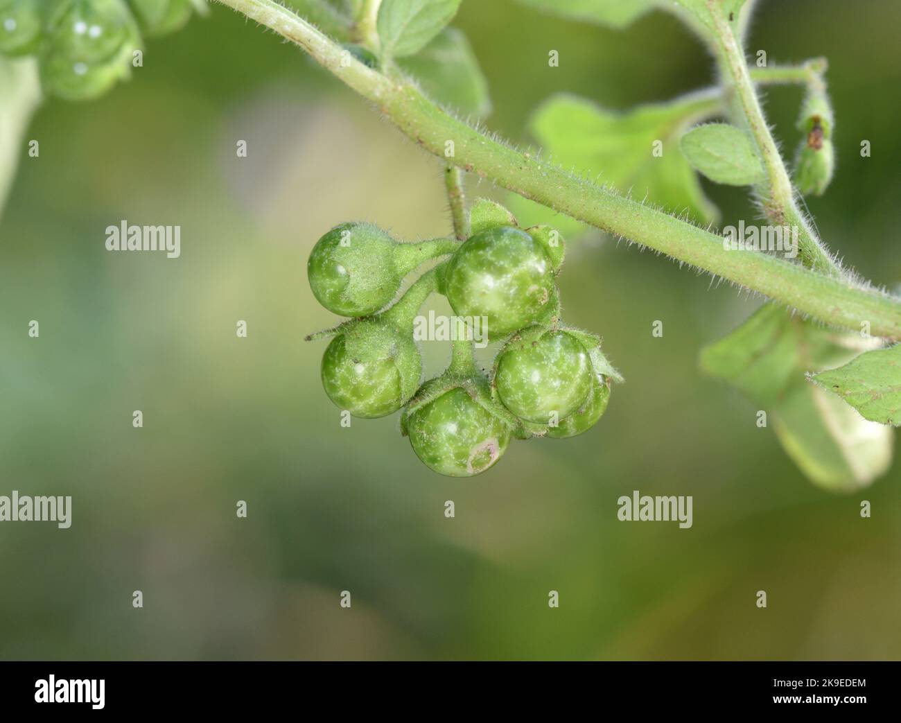Green Nightshade - Solanum nitidibaccatum Stock Photo - Alamy