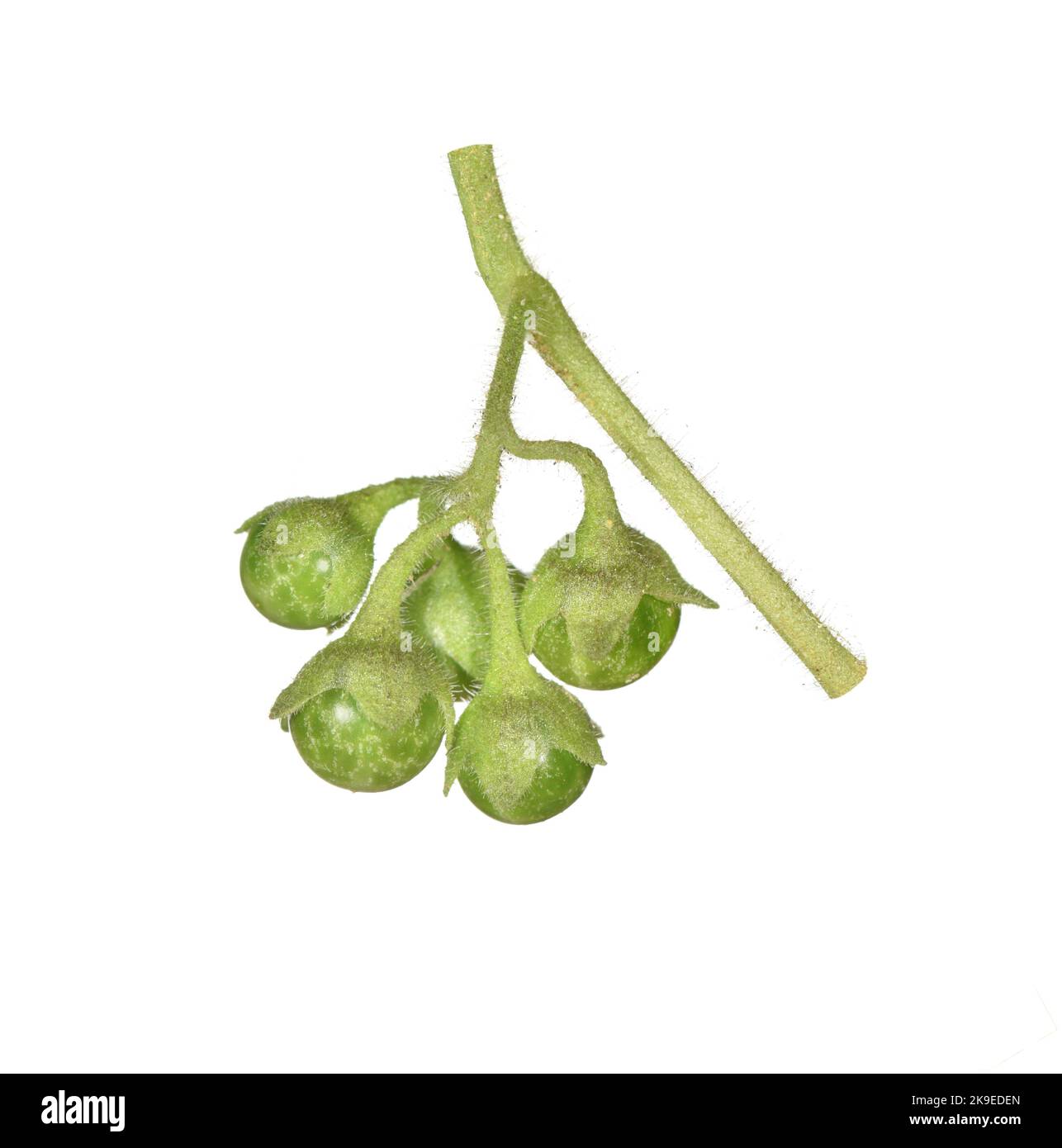 Nitidibaccatum hi-res stock photography and images - Alamy