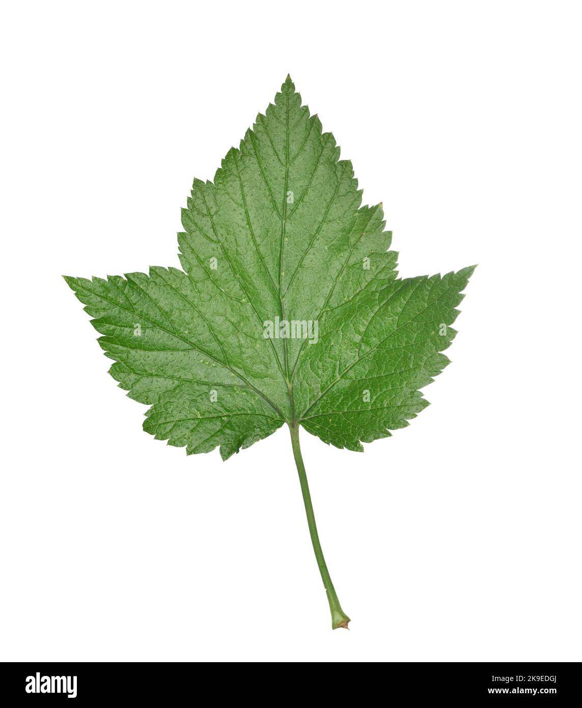 Ribes nigrum hi-res stock photography and images - Alamy