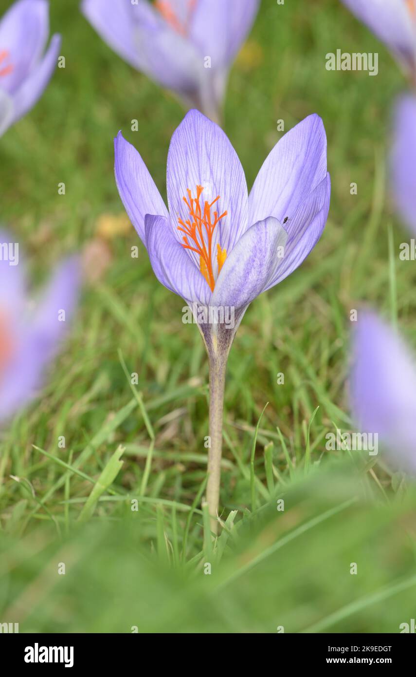 Crocus longifolius hi-res stock photography and images - Alamy