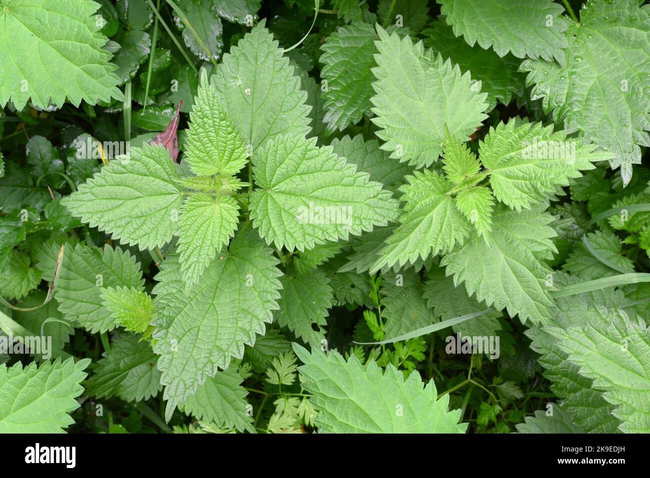 Common Nettle - Urtica dioica Stock Photo - Alamy