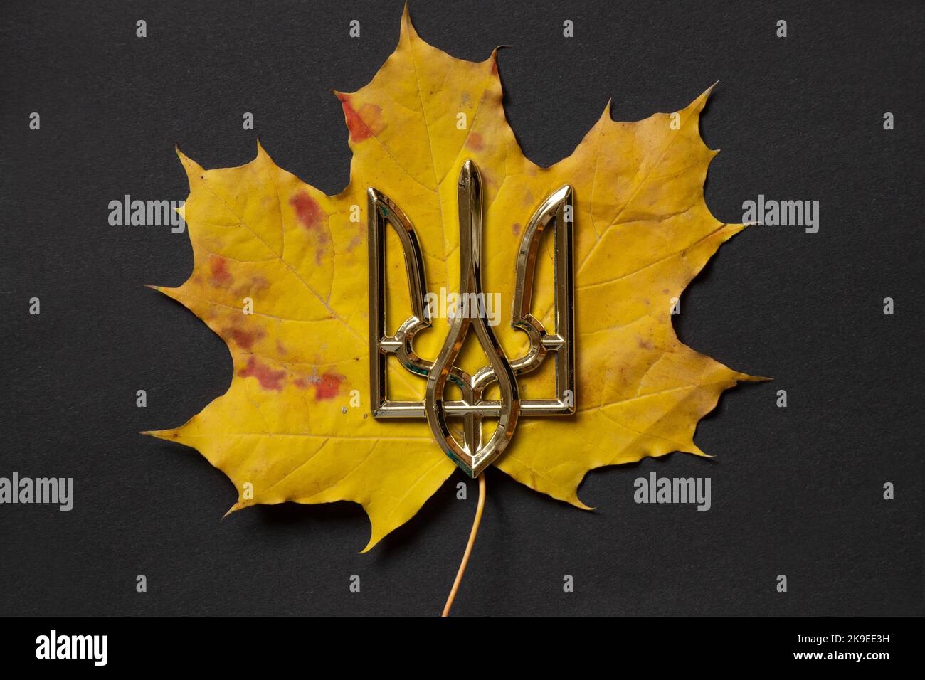Autumn maple leaf and coat of arms of Ukraine on a black background ...