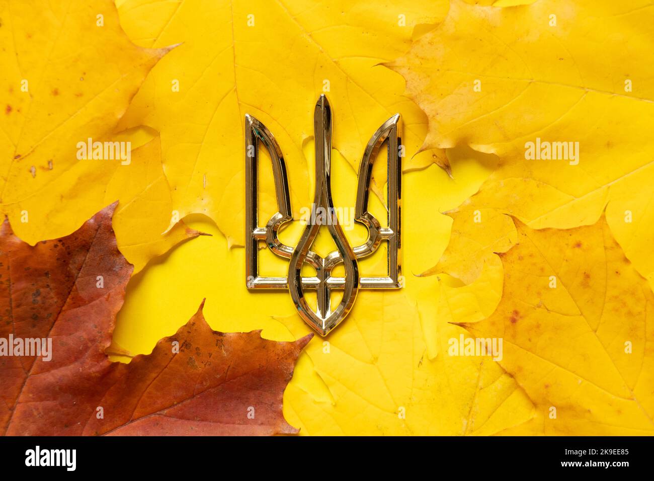 Autumn maple leaf and coat of arms of Ukraine on a yellow background ...