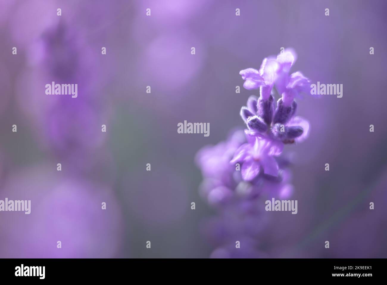Lavender flower background with beautiful purple colors and bokeh ...