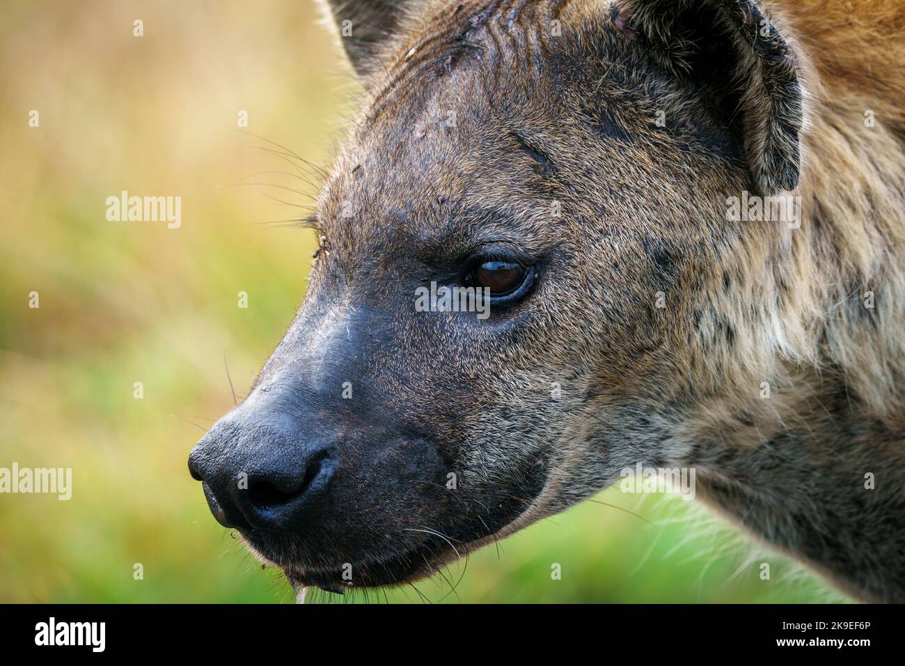 Spotted hyena or laughing hyena (Crocuta crocuta). Kruger National Park ...