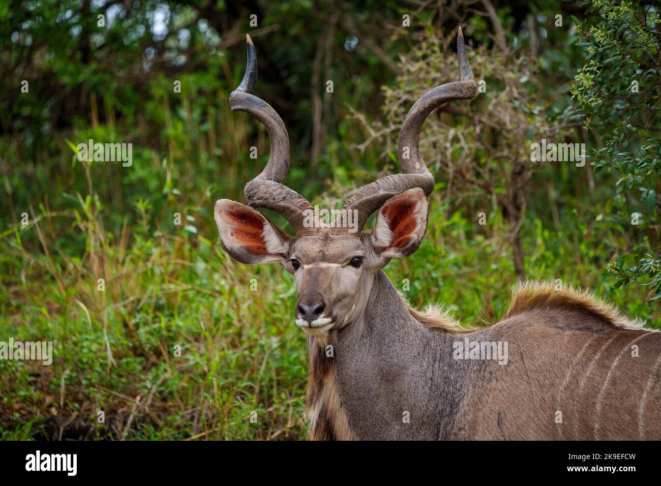 Greater kudu or kodoo (Tragelaphus strepsiceros) male. Mpumalanga ...