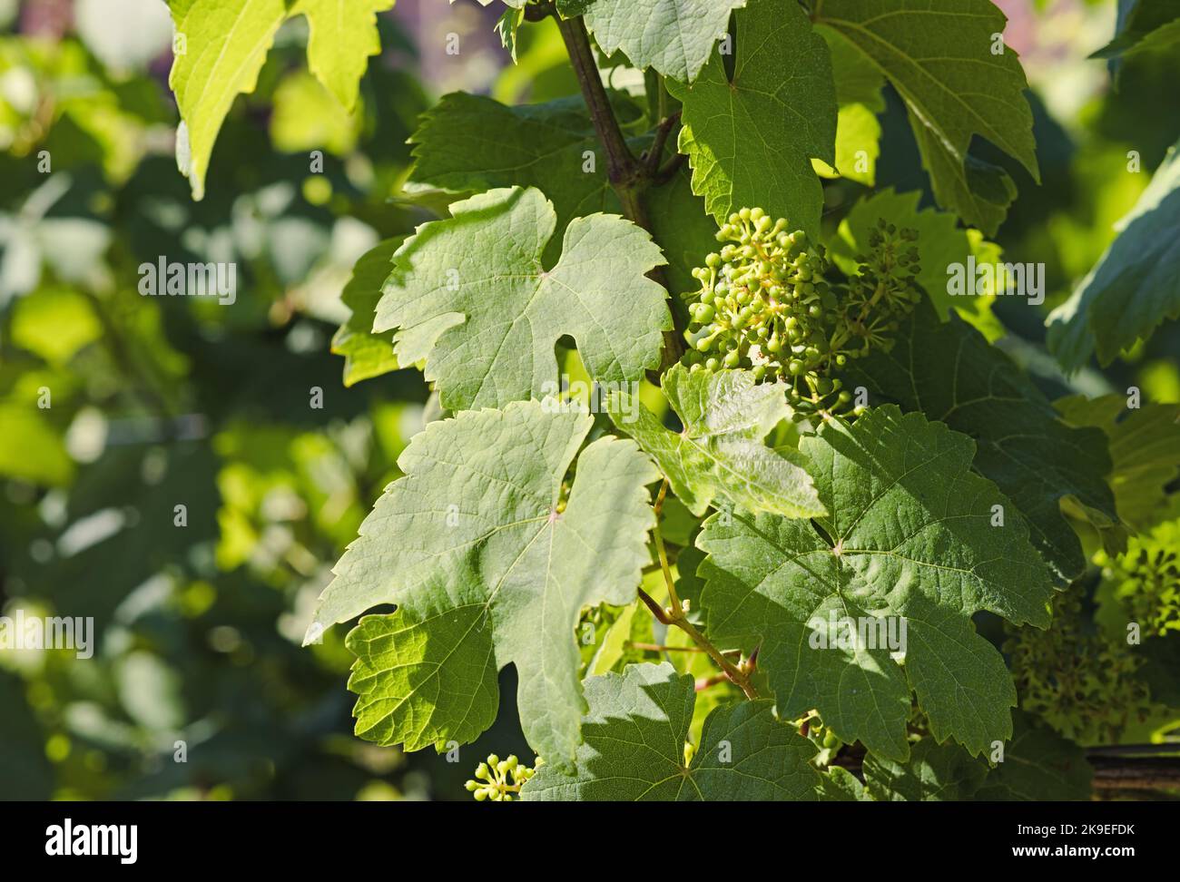 Grape leaf hi-res stock photography and images - Alamy