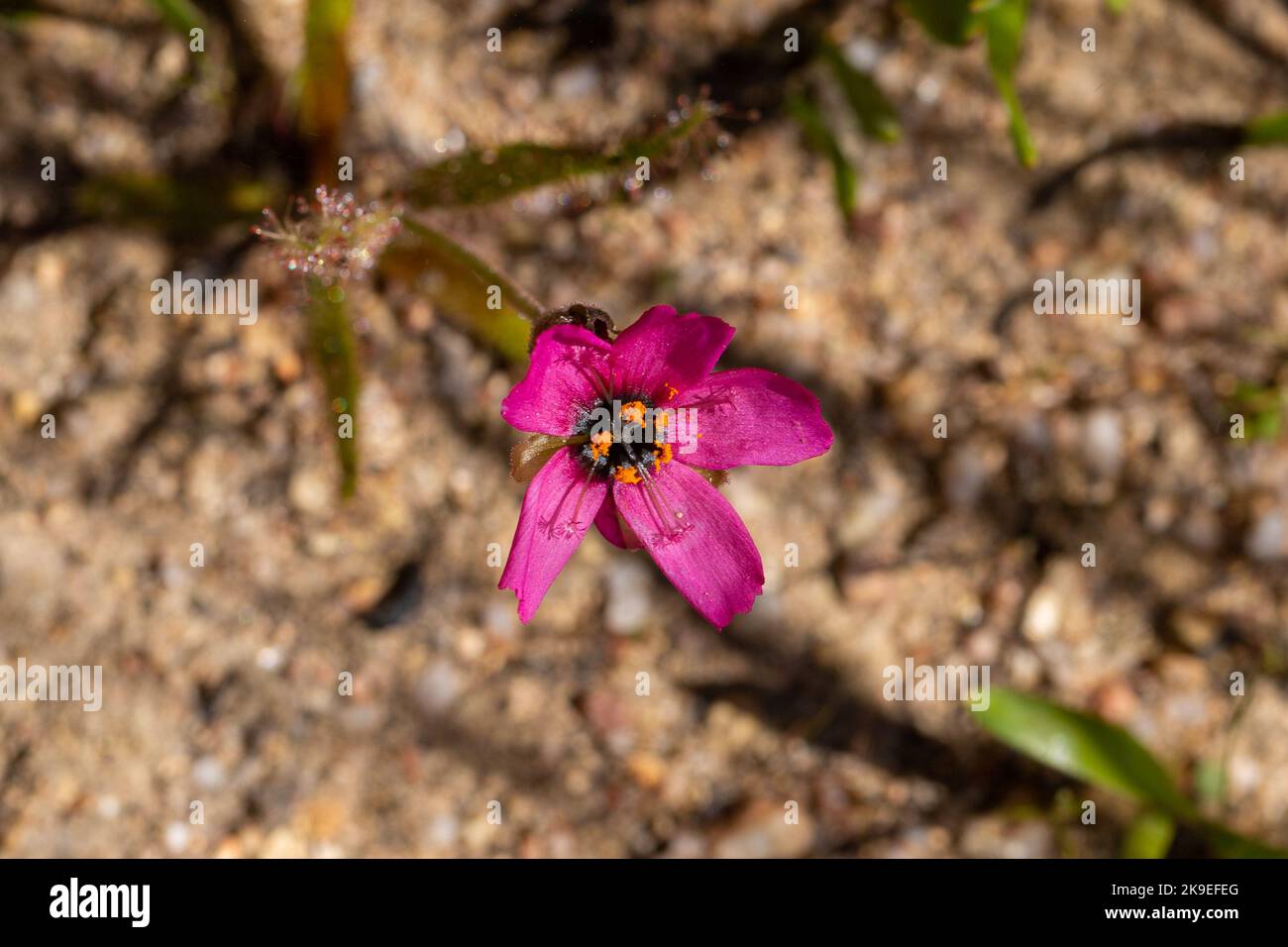 Flower of a small sundew seen in Malmesbury, Western Cape of South ...