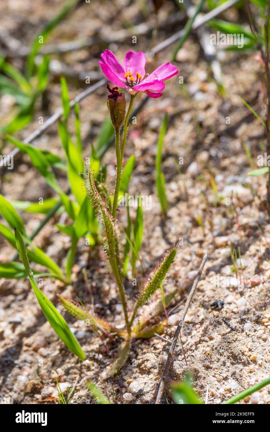 Close-up of a small flowering Drosera cistiflora (pink flower) seen in ...