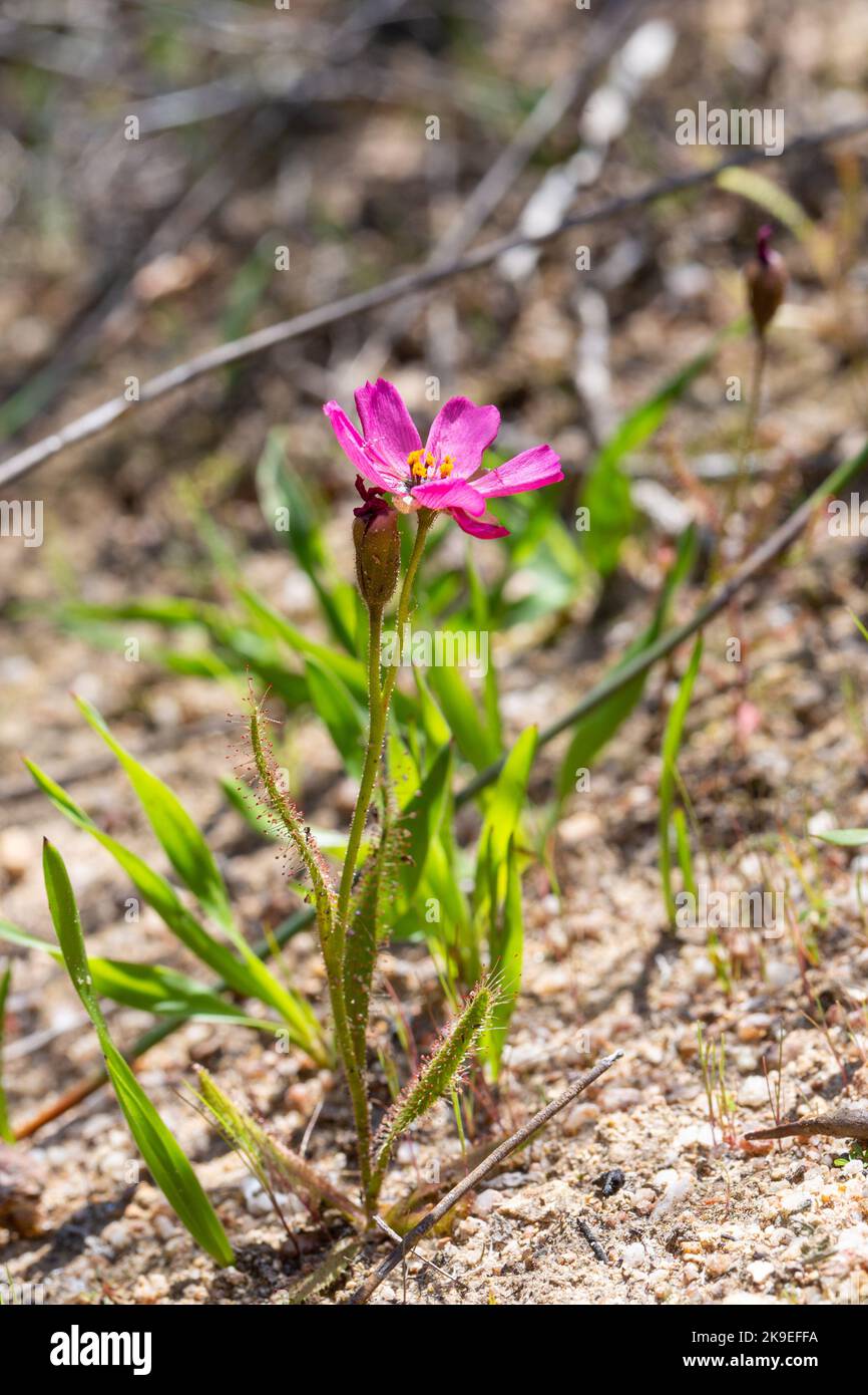 Single plant of the Sundew Drosera cistiflora with pink flower seen in ...
