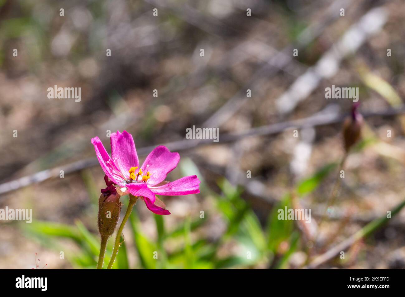 pink flower of the carnivorous plant Drosera cistiflora seen in natural ...