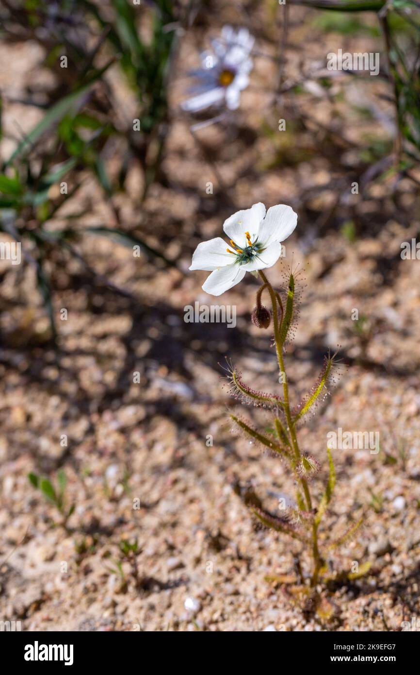Portrait of a single white flowering Sundew (Drosera cistiflora) taken ...