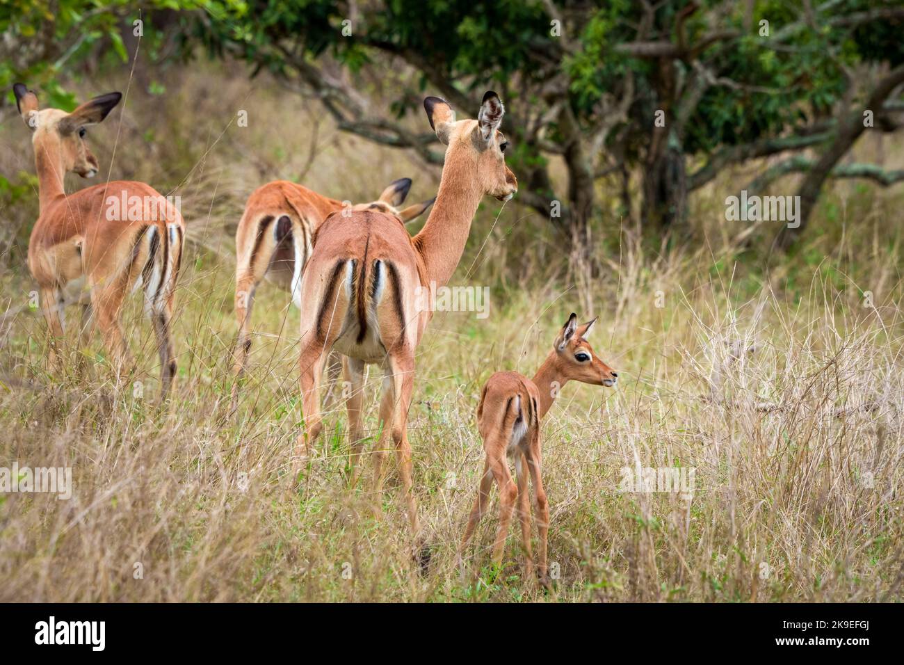 Impala (Aepyceros melampus). Mpumalanga females and lamb (fawn). South ...