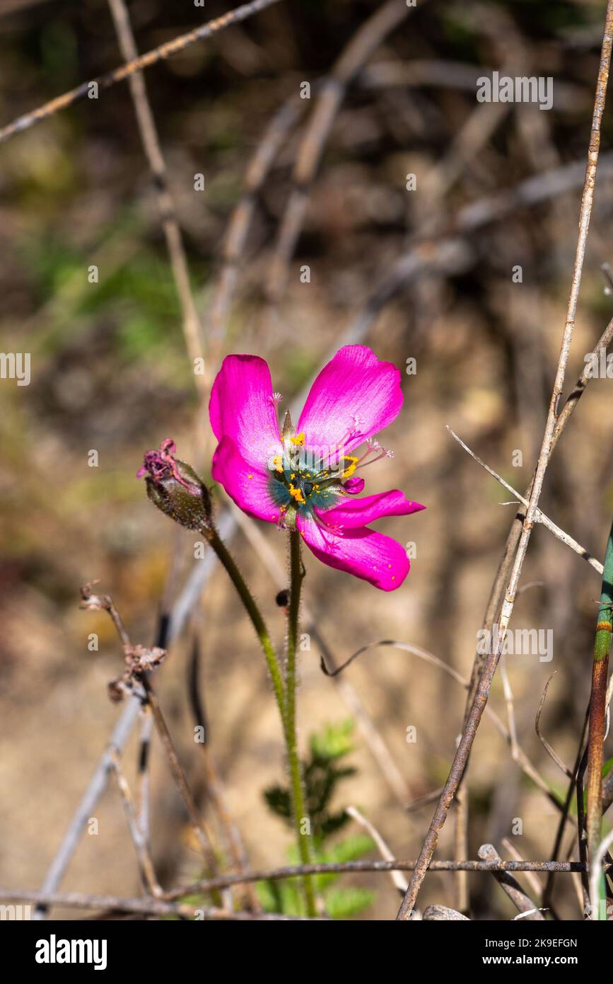 Close-up of a single pink flower of a small Drosera cistiflora (a ...
